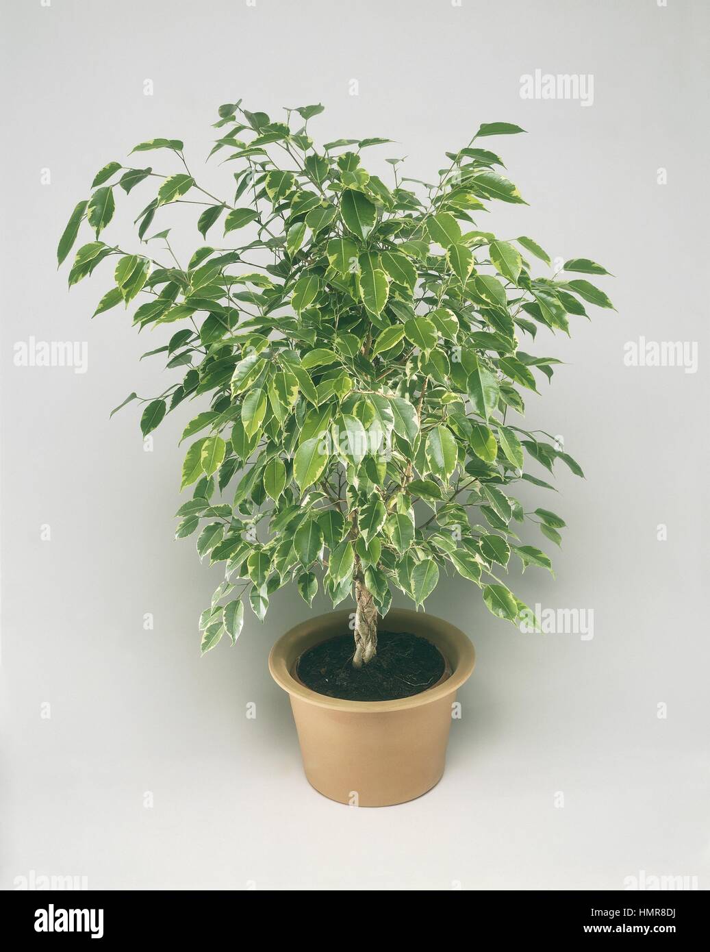 Houseplants - Moraceae. Weeping fig (Ficus benjamina Stock Photo - Alamy