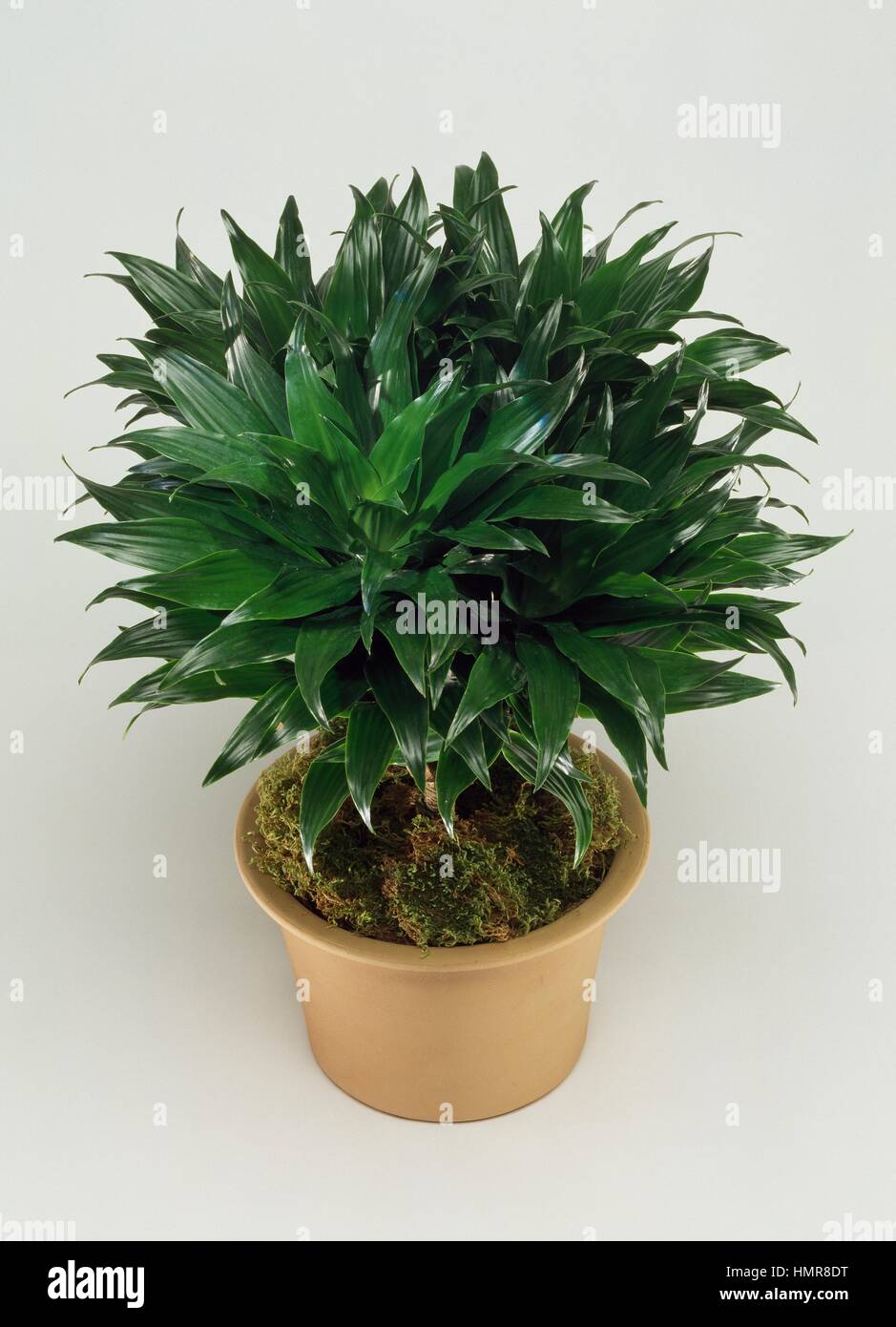 Dragon tree (Dracaena compacta), Asparagaceae Stock Photo - Alamy