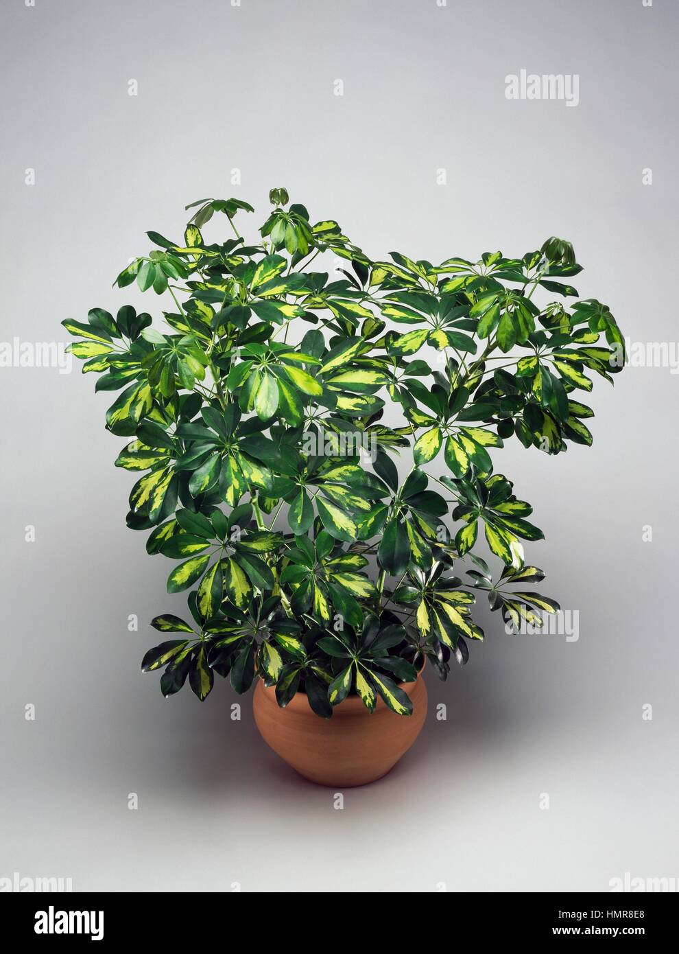 Schefflera sp hi-res stock photography and images - Alamy
