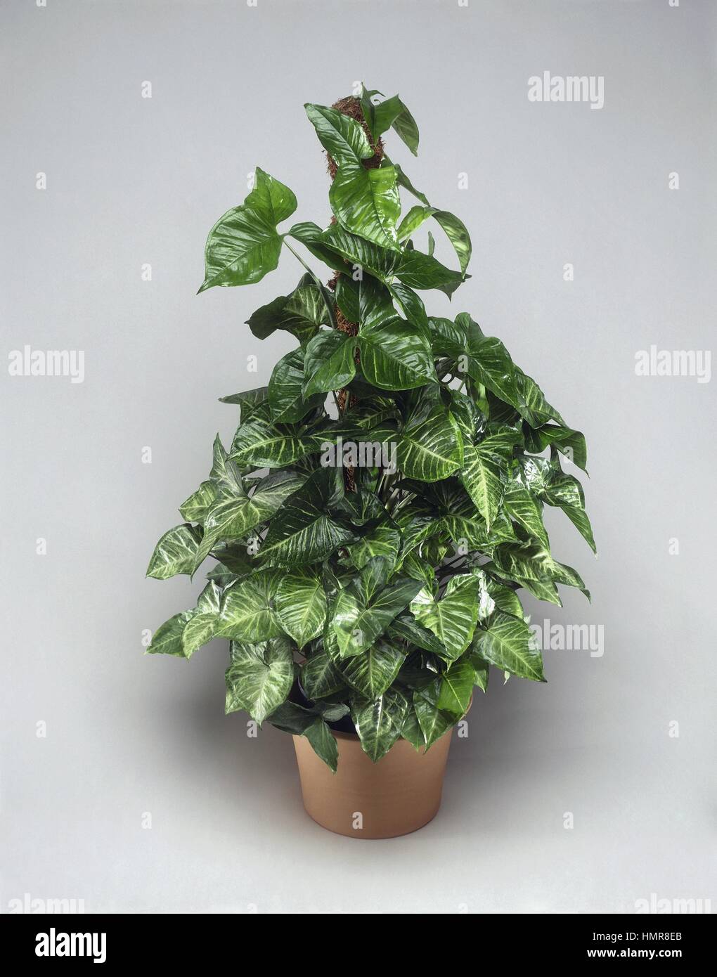 Houseplants - Araceae. American evergreen (Syngonium podophyllum Stock ...
