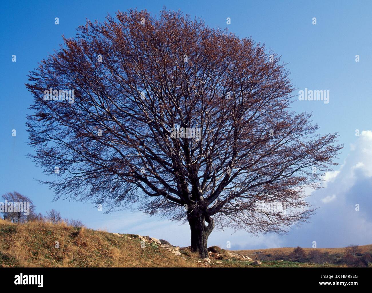 Wild Beech and European Beech (Fagus sylvatica), Fagaceae, Mottarone ...