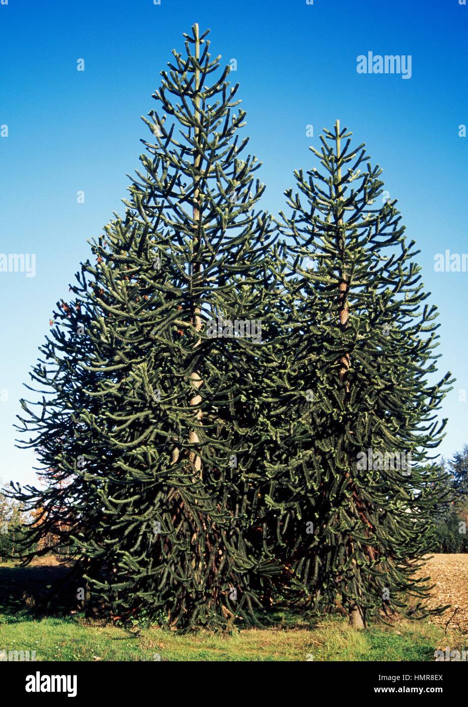 Monkey Puzzle Tree (Araucaria araucana) Araucariaceae, Lombard plain ...