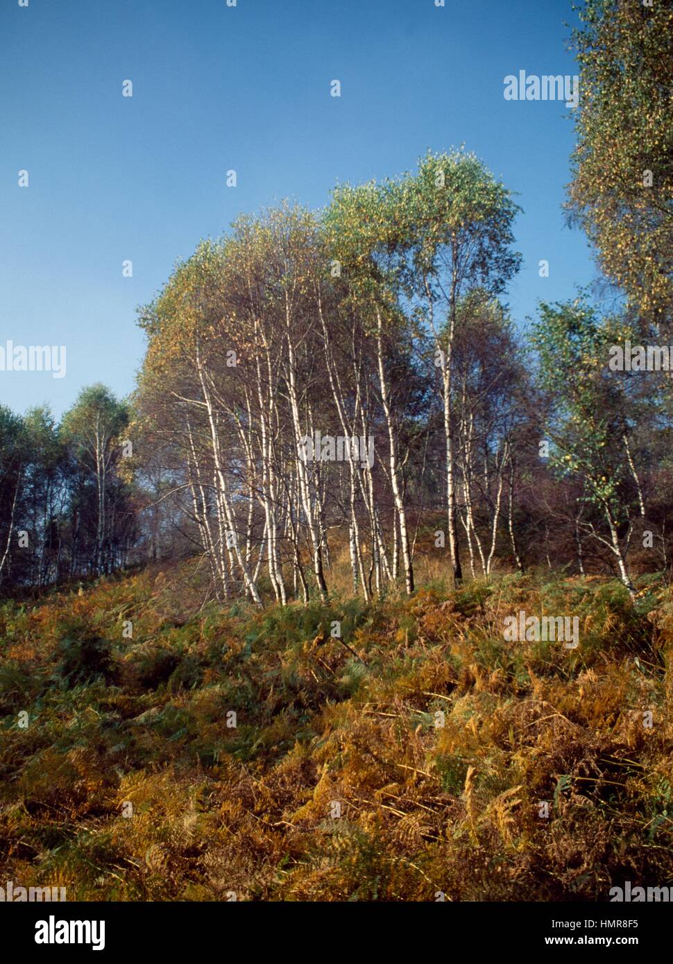 Silver Birch specimens (Betula pendula), Betulaceae Stock Photo - Alamy
