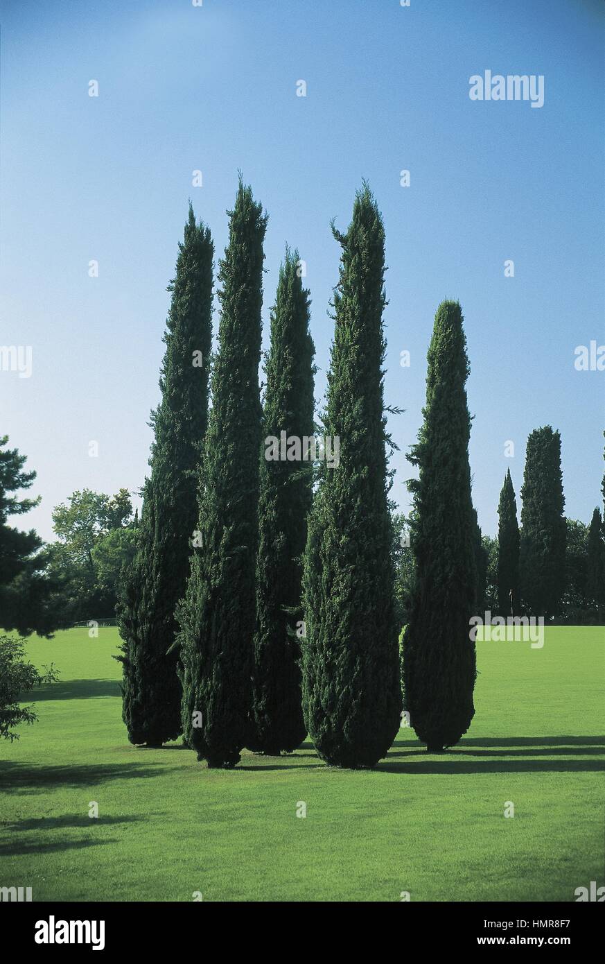 Botany - Trees - Cupressaceae. Mediterranean cypress (Cupressus ...