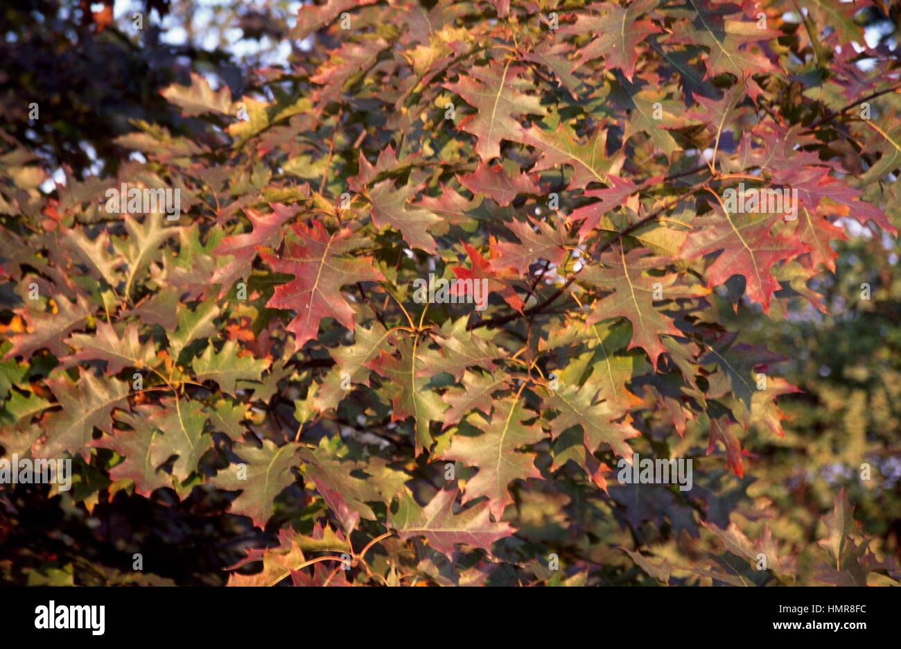 English oak foliage (Quercus robur), Fagaceae Stock Photo - Alamy