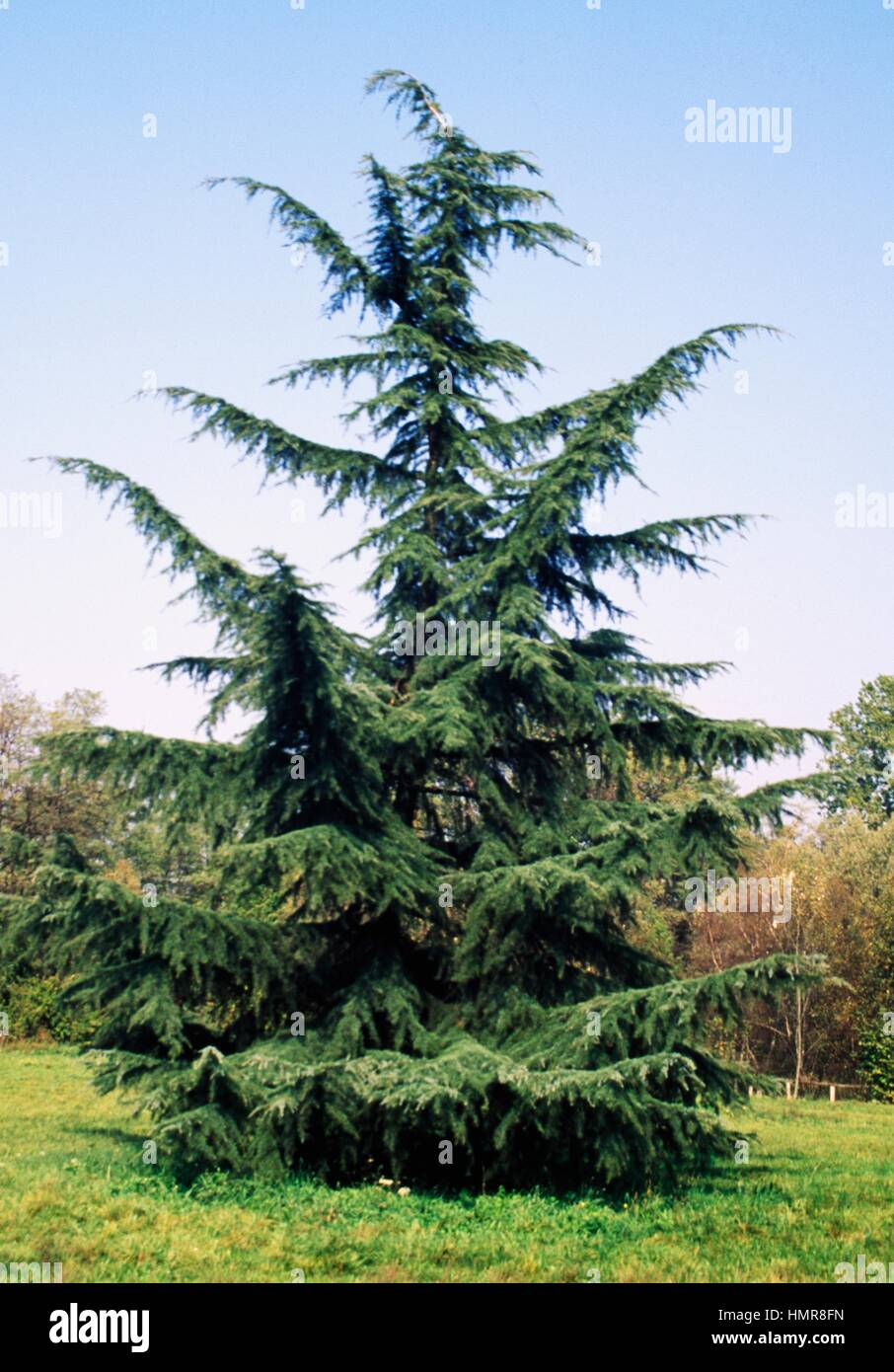 Atlas Cedar (Cedrus atlantica), Pinaceae Stock Photo - Alamy