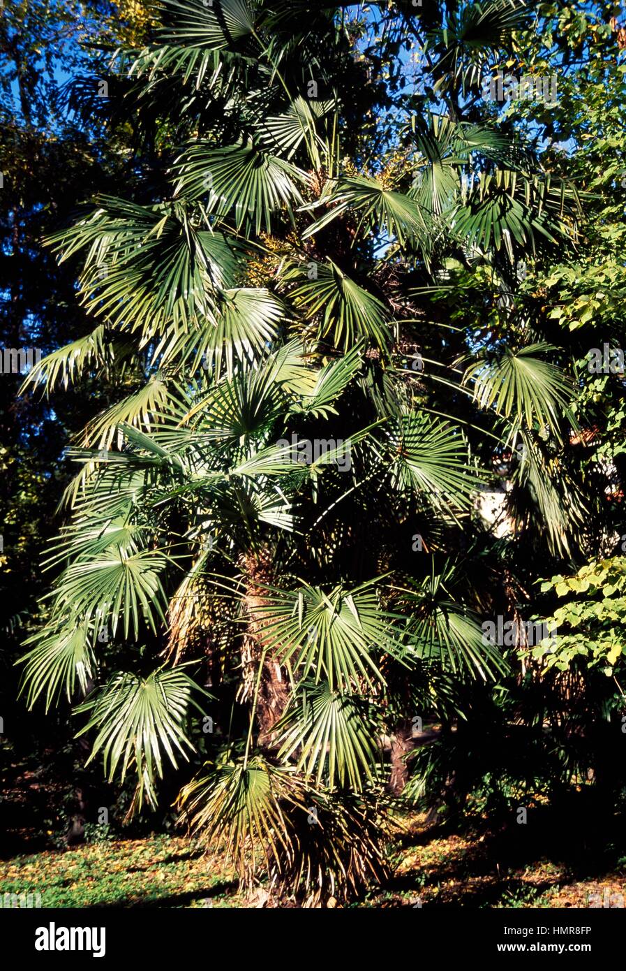 Palm trachycarpus sp hi-res stock photography and images - Alamy