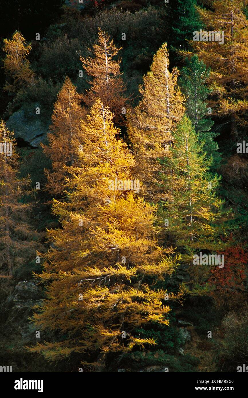 Common larch larix decidua pinaceae hi-res stock photography and images ...