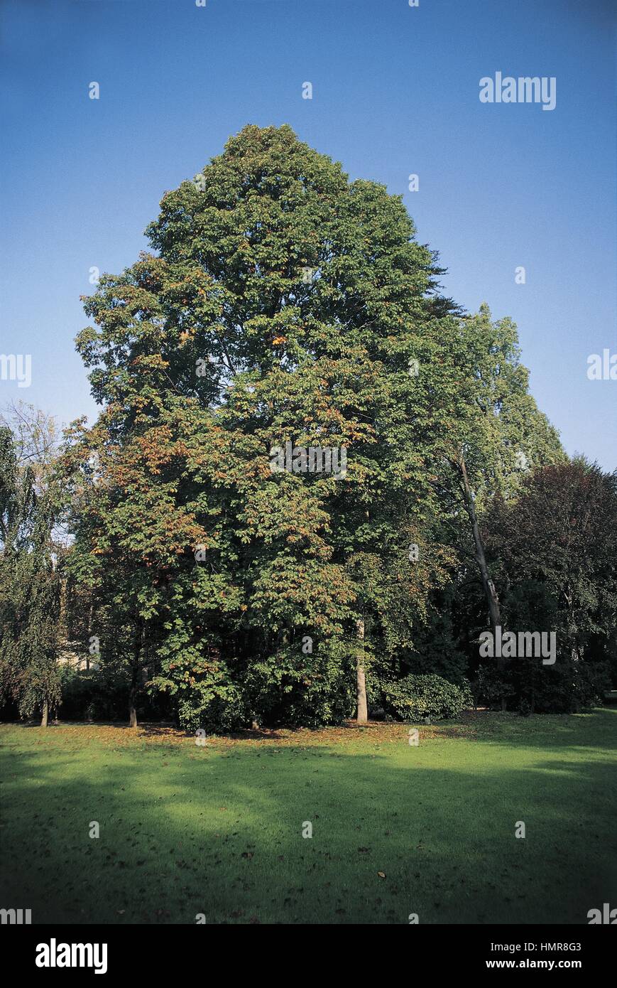 Botany - Fagaceae. Durmast oak (Quercus petraea Stock Photo - Alamy