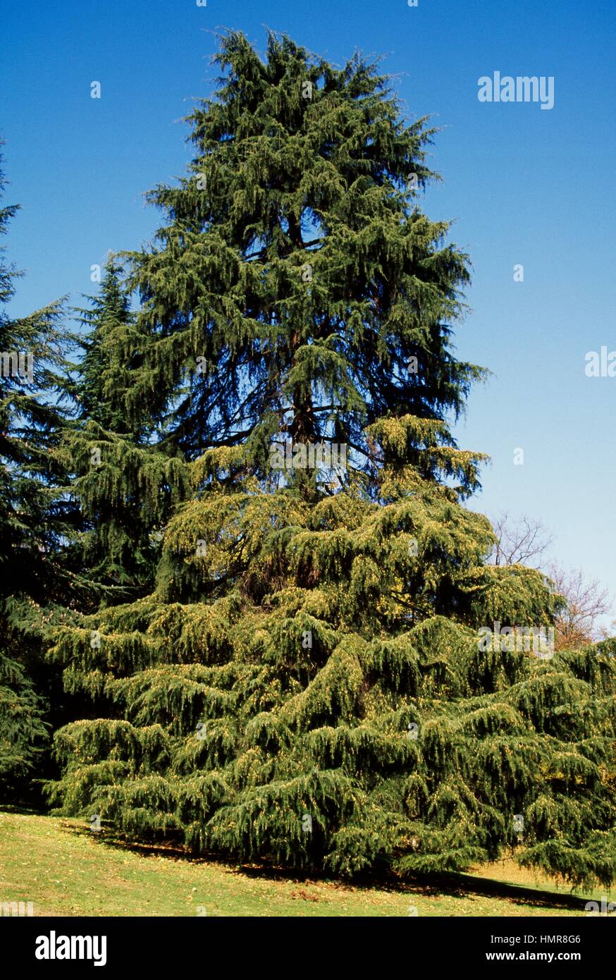 Himalayan Cedar (Cedrus deodara), Pinaceae Stock Photo - Alamy
