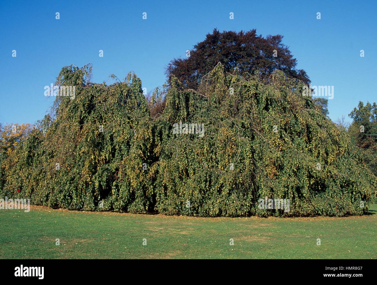 Weeping Beech (Fagus sylvatica pendula), Fagaceae Stock Photo - Alamy