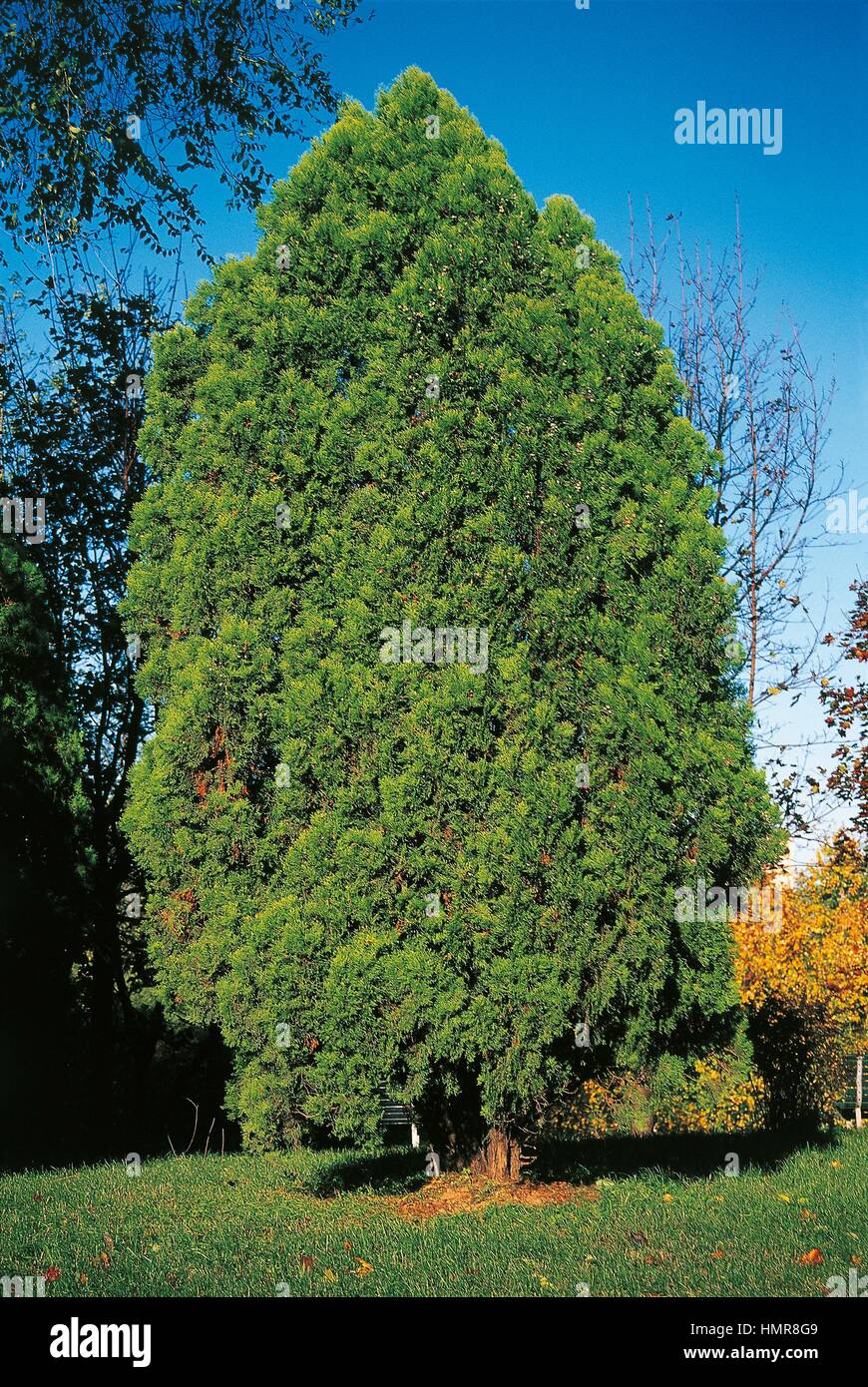 Western Red Cypress (Thuja plicata), Cupressaceae Stock Photo - Alamy