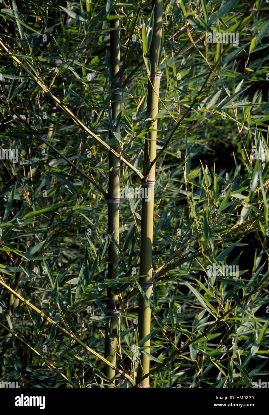 Common Bamboo or Golden Bamboo (Bambusa vulgaris), Poaceae Stock Photo ...
