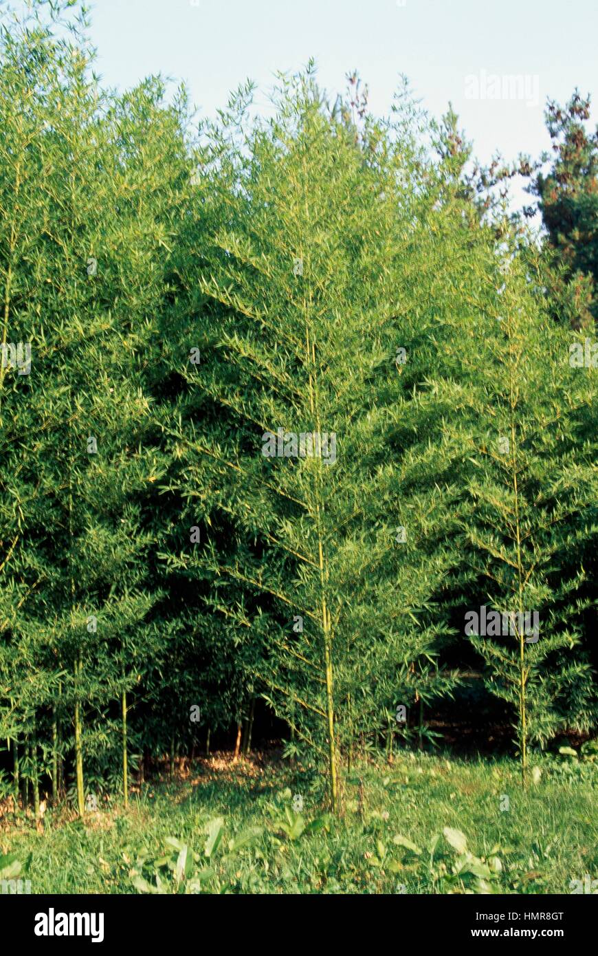 Common Bamboo or Golden Bamboo (Bambusa vulgaris), Poaceae Stock Photo ...