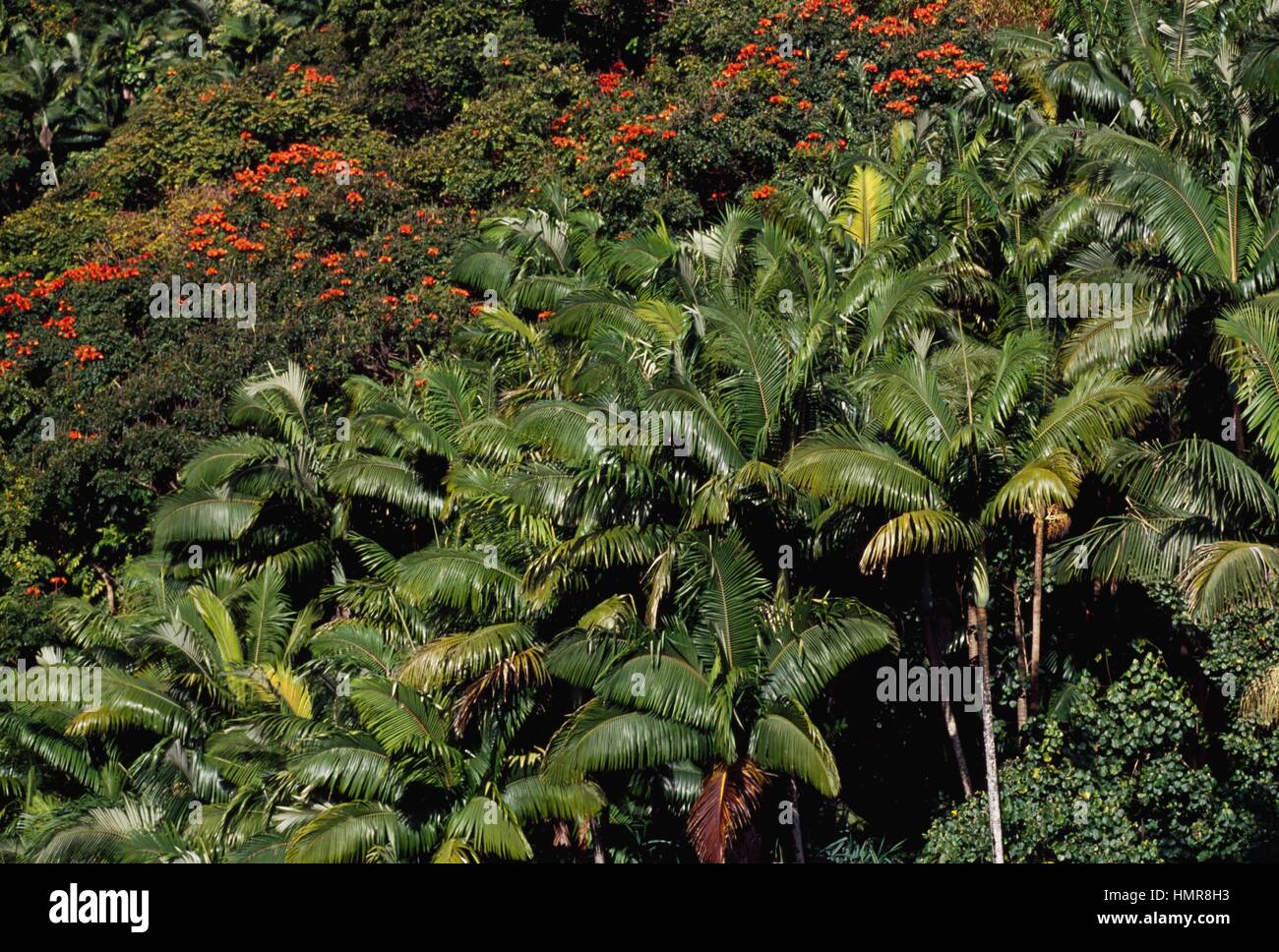 Alexander palm hi-res stock photography and images - Alamy