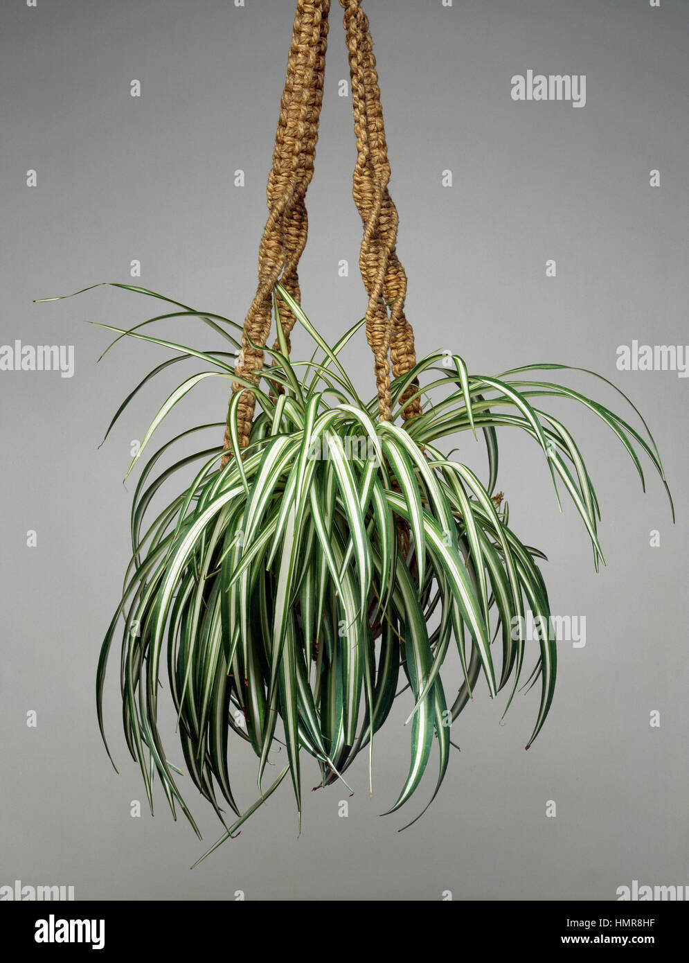 Chlorophytum sp hi-res stock photography and images - Alamy