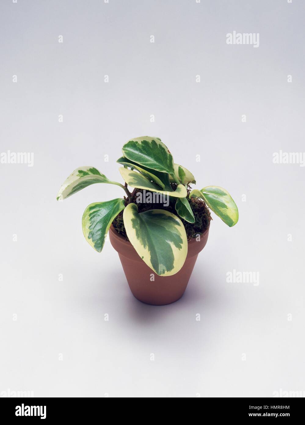 Florida peperomia (Peperomia obtusifolia), Piperaceae Stock Photo - Alamy