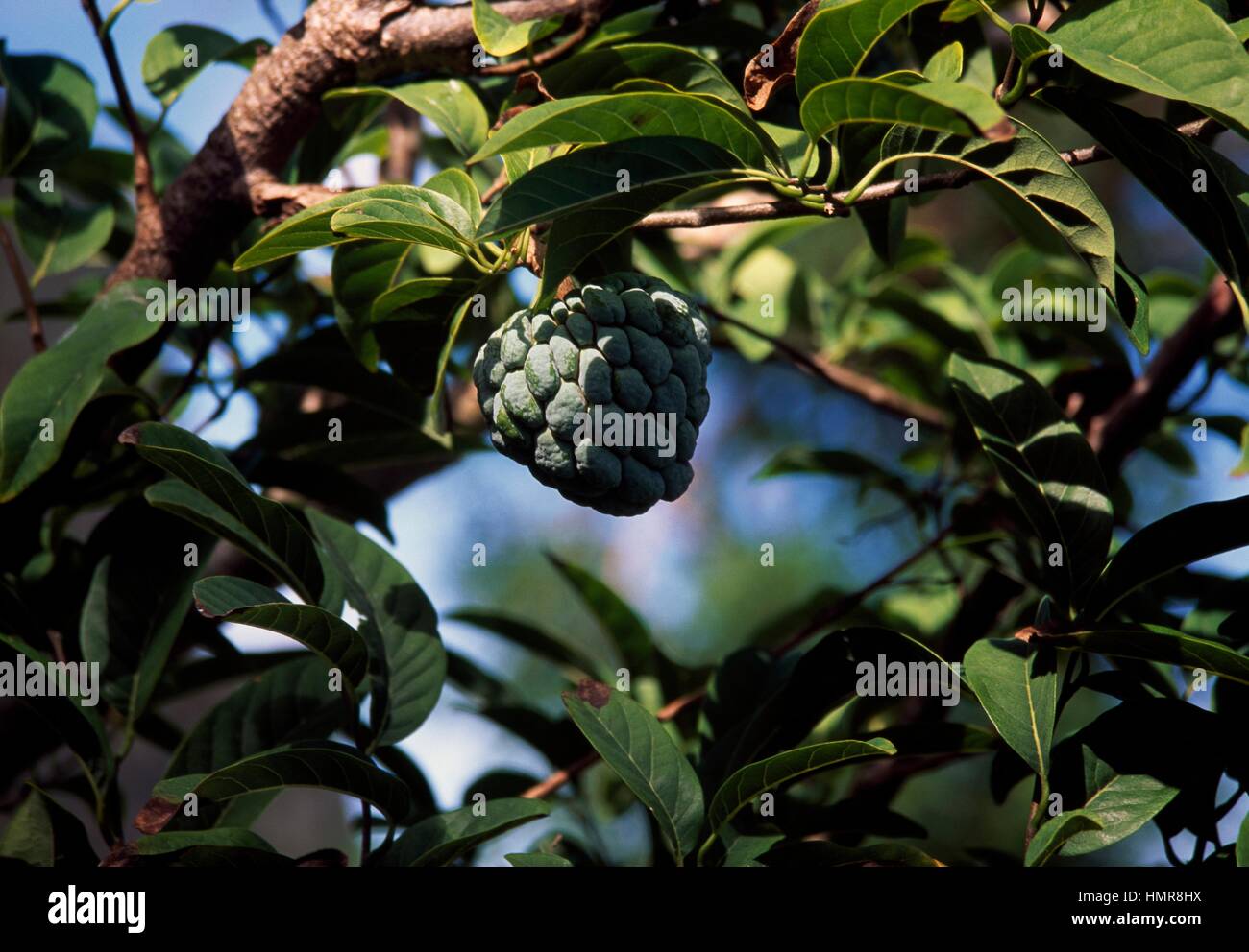 Croton (Codiaeum sp), Euphorbiaceae Stock Photo - Alamy