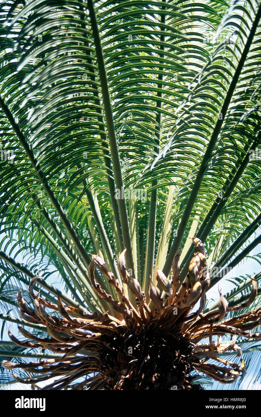 Cycas sp hi-res stock photography and images - Alamy