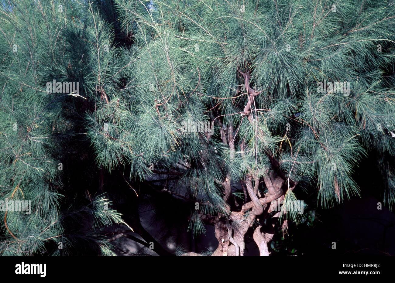 Common Casuarina (Casuarina equisetifolia), Casuarinaceae Stock Photo ...