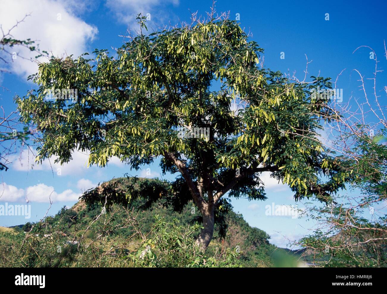 Java Cassia, Fabaceae-Leguminosae Stock Photo - Alamy