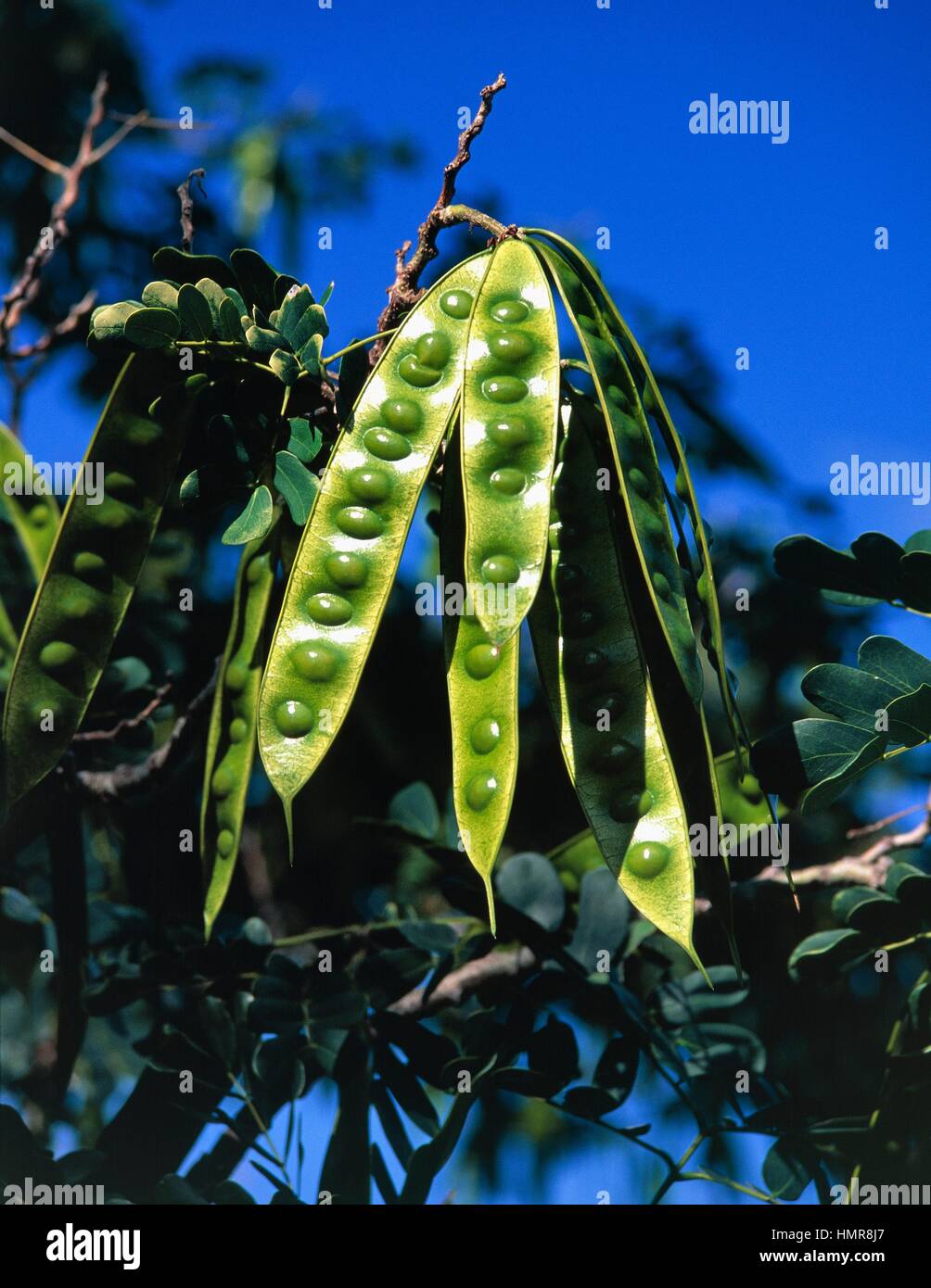 Java Cassia (Cassia javanica), Fabaceae-Leguminosae. Detail Stock Photo - Alamy