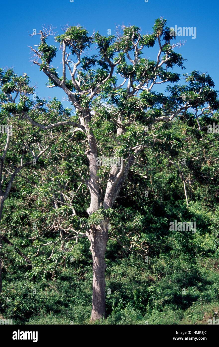 Fountain Tree (Spathodea campanulata), Bignoniaceae Stock Photo - Alamy