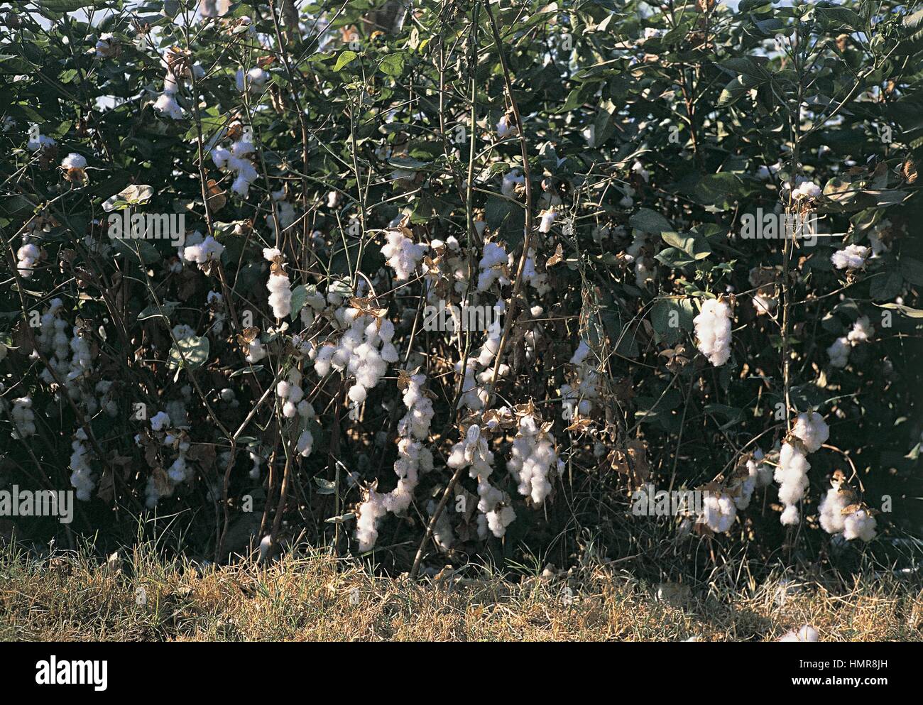 Botany - Malvaceae. Cotton (Gossypium Stock Photo - Alamy