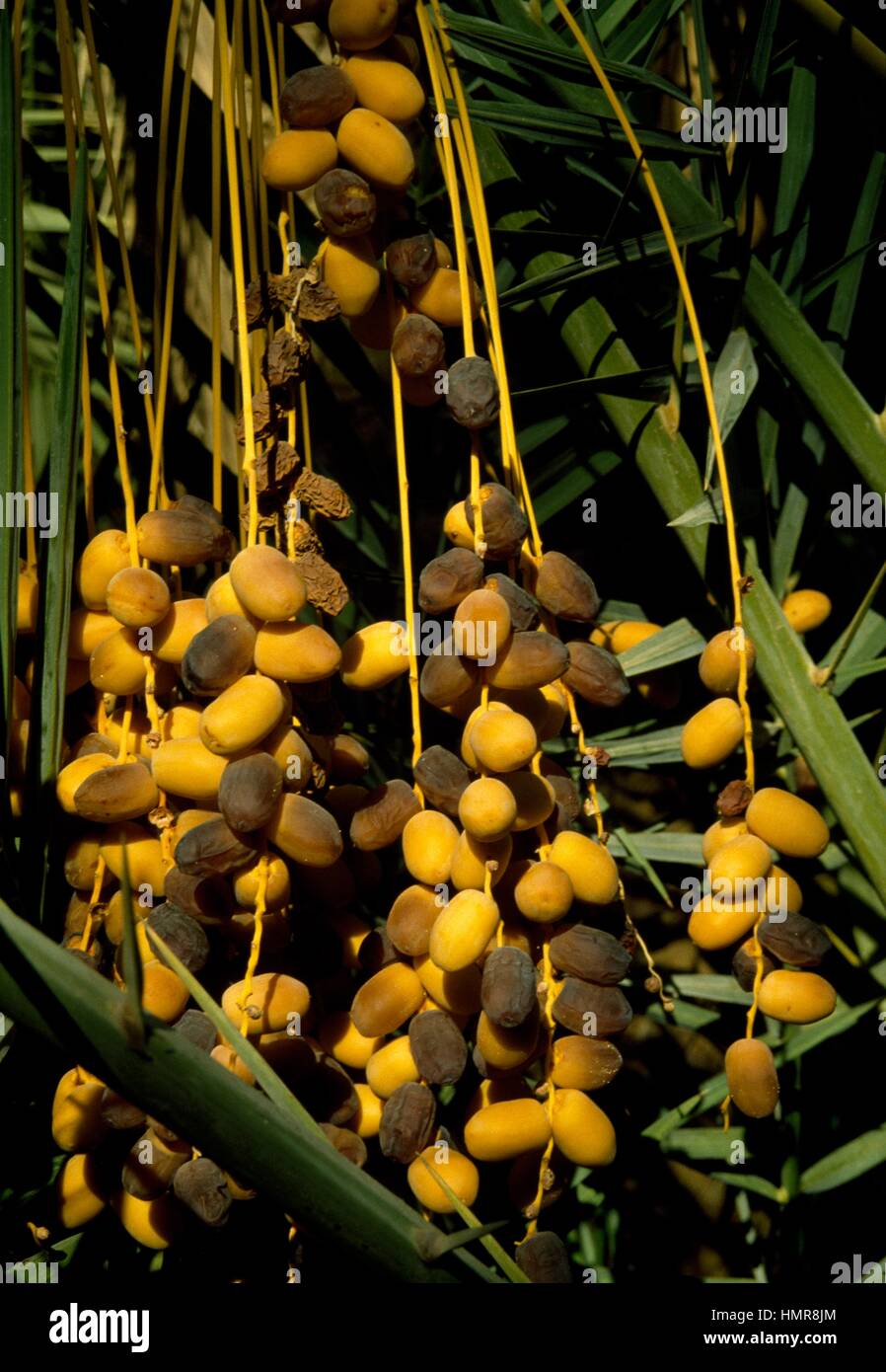 Dates (Phoenix dactylifera), Arecaceae Stock Photo - Alamy