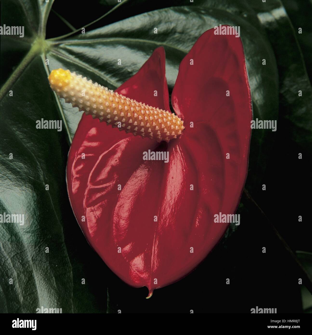 Houseplants araceae flamingo lily anthurium hi-res stock photography ...