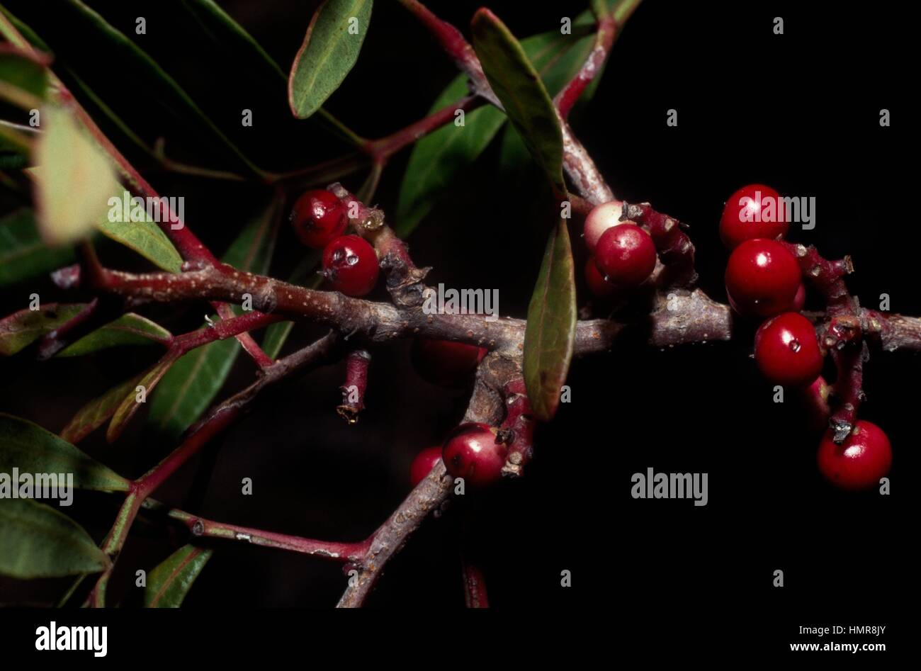 Mastic tree branch with leaves and fruit (Pistacia lentiscus ...