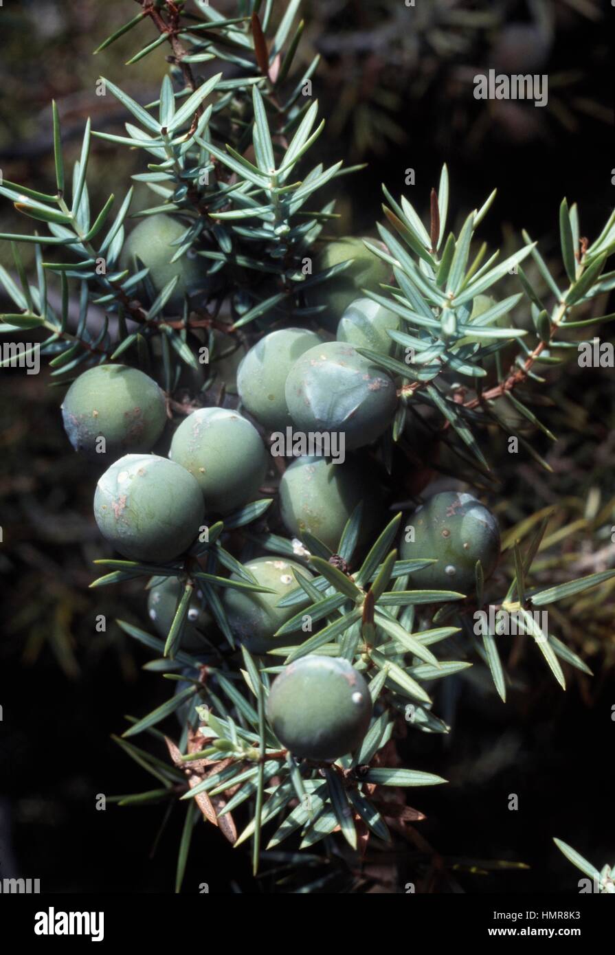 Red juniper leaves and corcorcor berries (Juniperus oxycedrus ...
