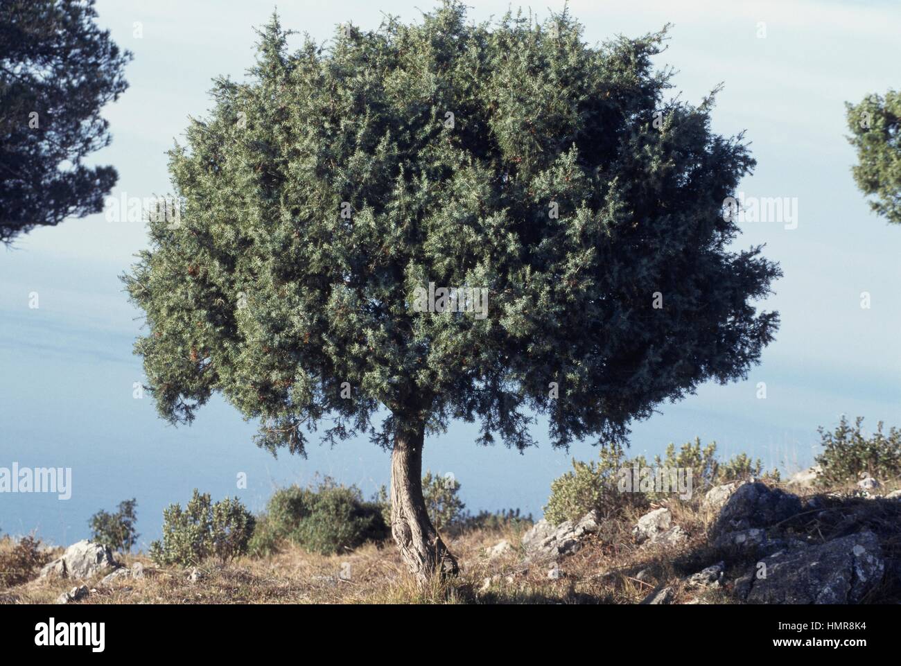 Prickly juniper (Juniperus oxycedrus), Cupressaceae Stock Photo - Alamy