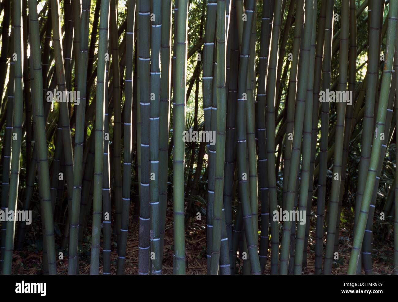 Bamboo (Phyllostachys Sp), Poaceae Stock Photo - Alamy