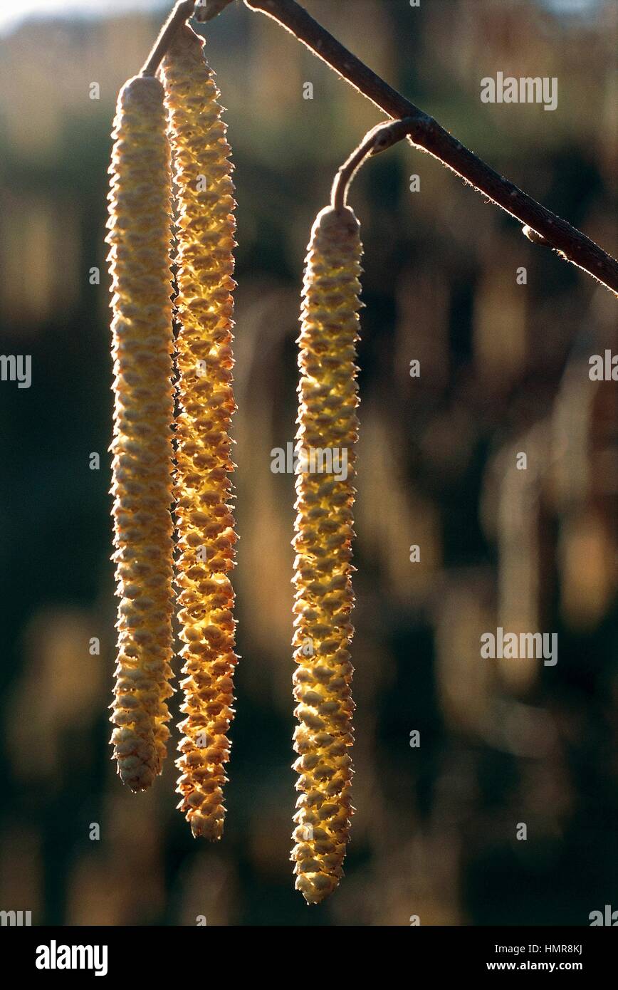 Common Hazel male catkins (Corylus avellana), Betulaceae Stock Photo ...