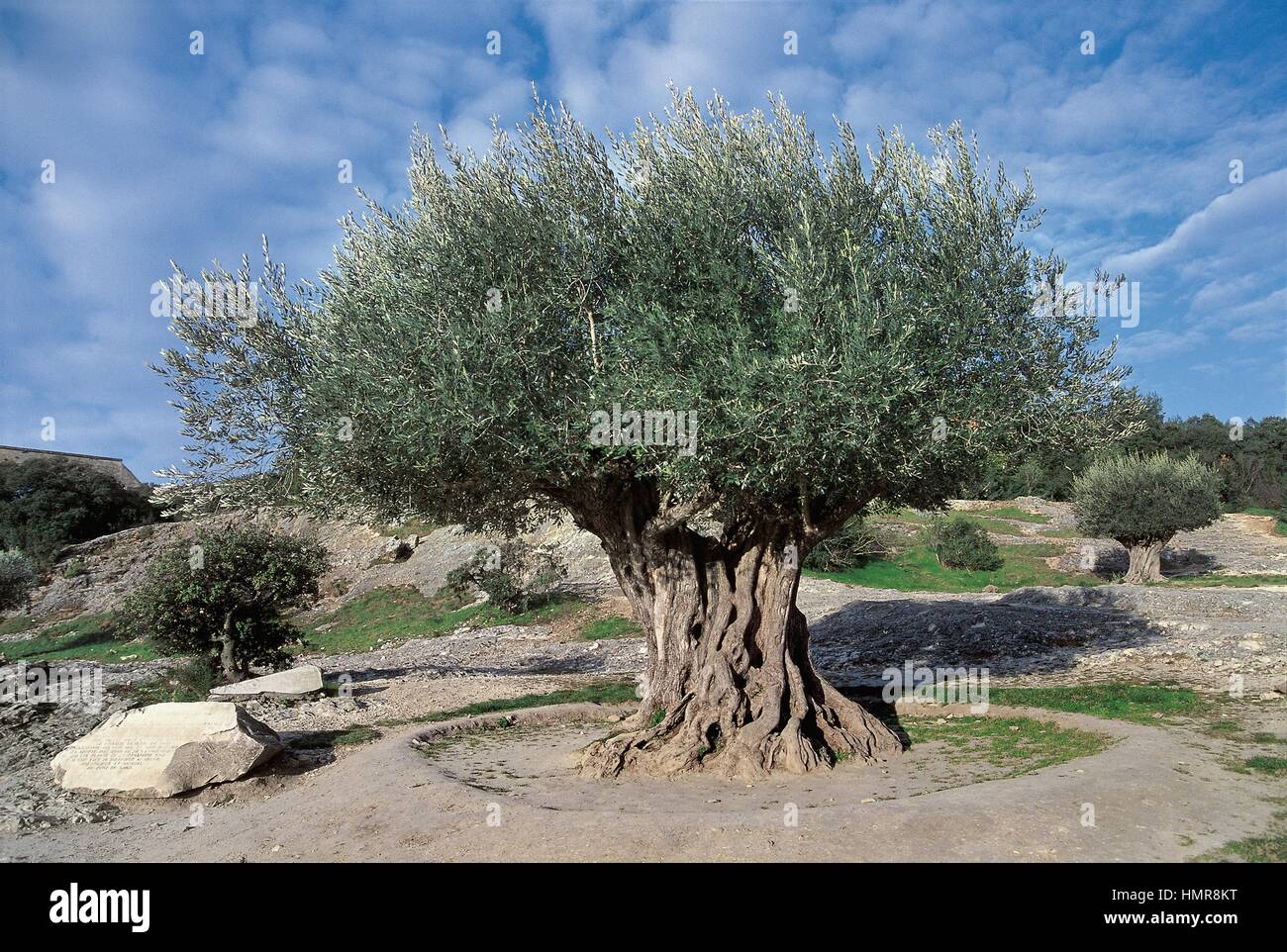 Botany - Oleaceae. Olive (Olea europaea Stock Photo - Alamy