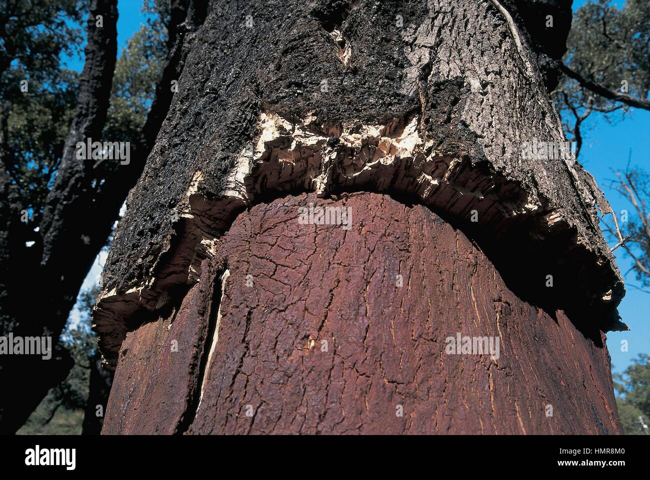 Botany - Trees - Fagaceae. Cork oak (Quercus suber). Bark Stock Photo ...