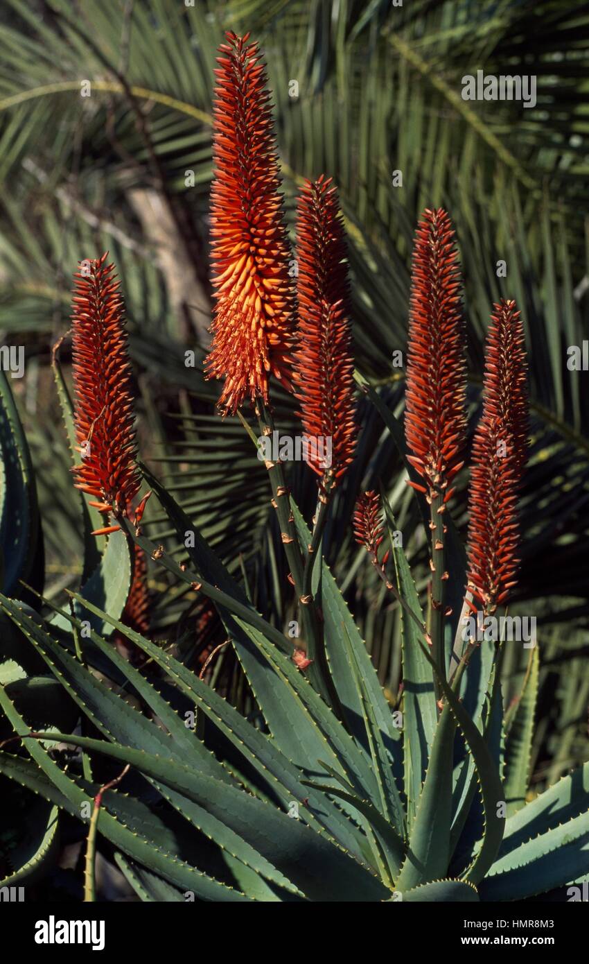 Krantz aloe (Aloe arborescens) flowers, Liliaceae Stock Photo - Alamy