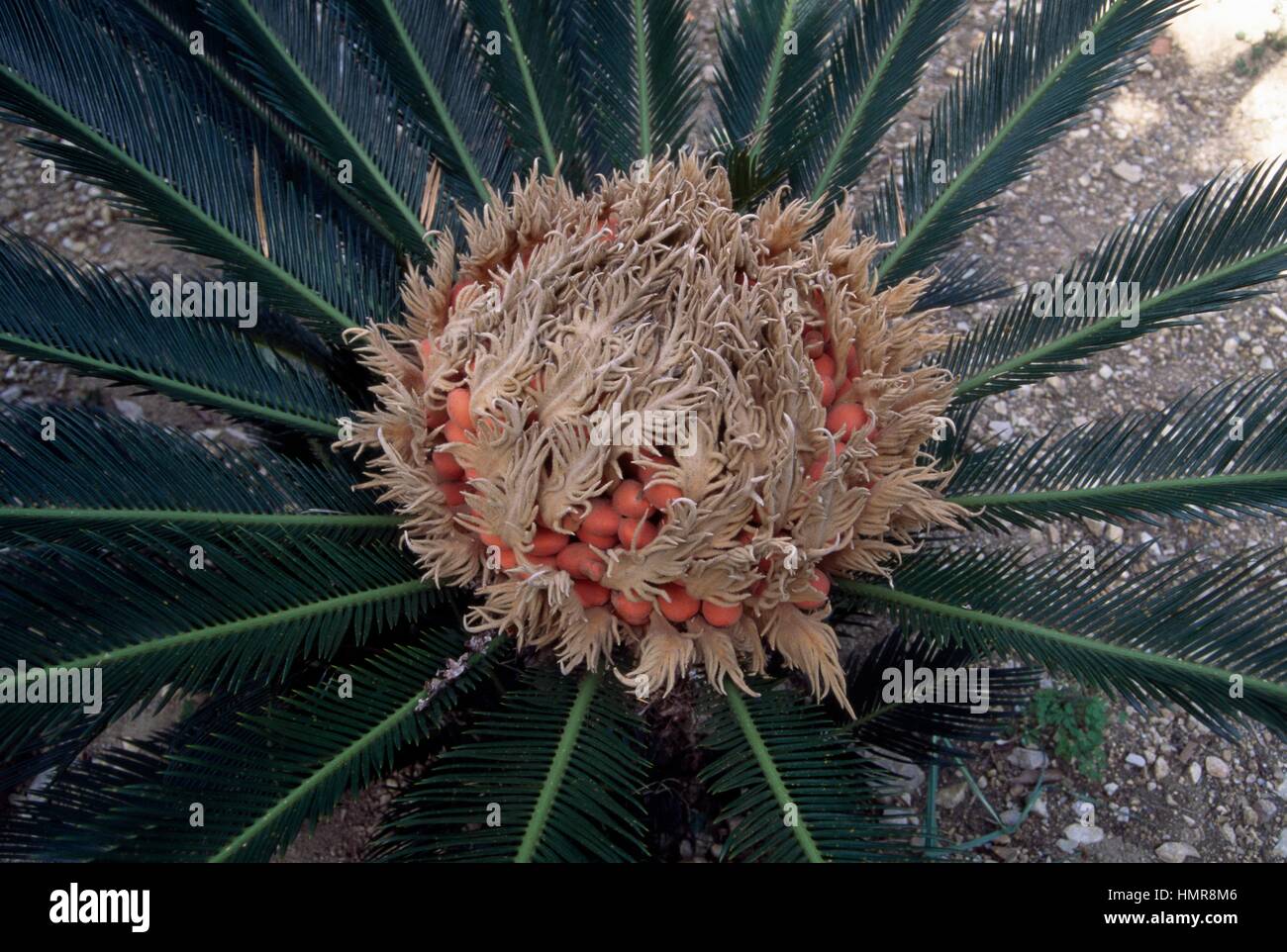 Female sago palm hi-res stock photography and images - Alamy
