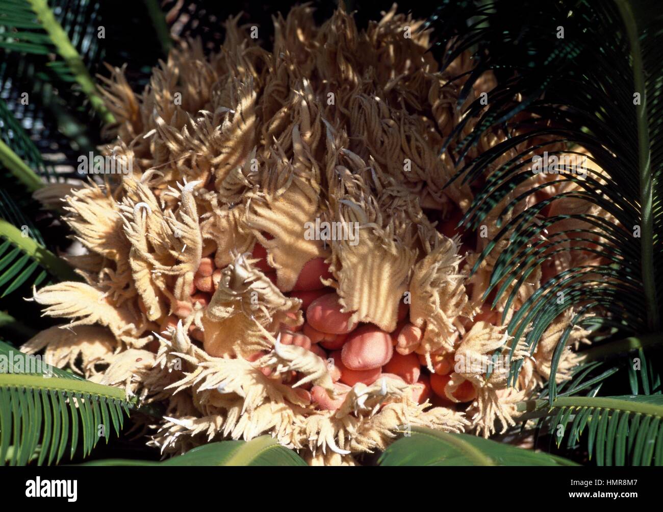 Female inflorescence of the Sago Palm (Cycas revoluta), Cycadaceae ...