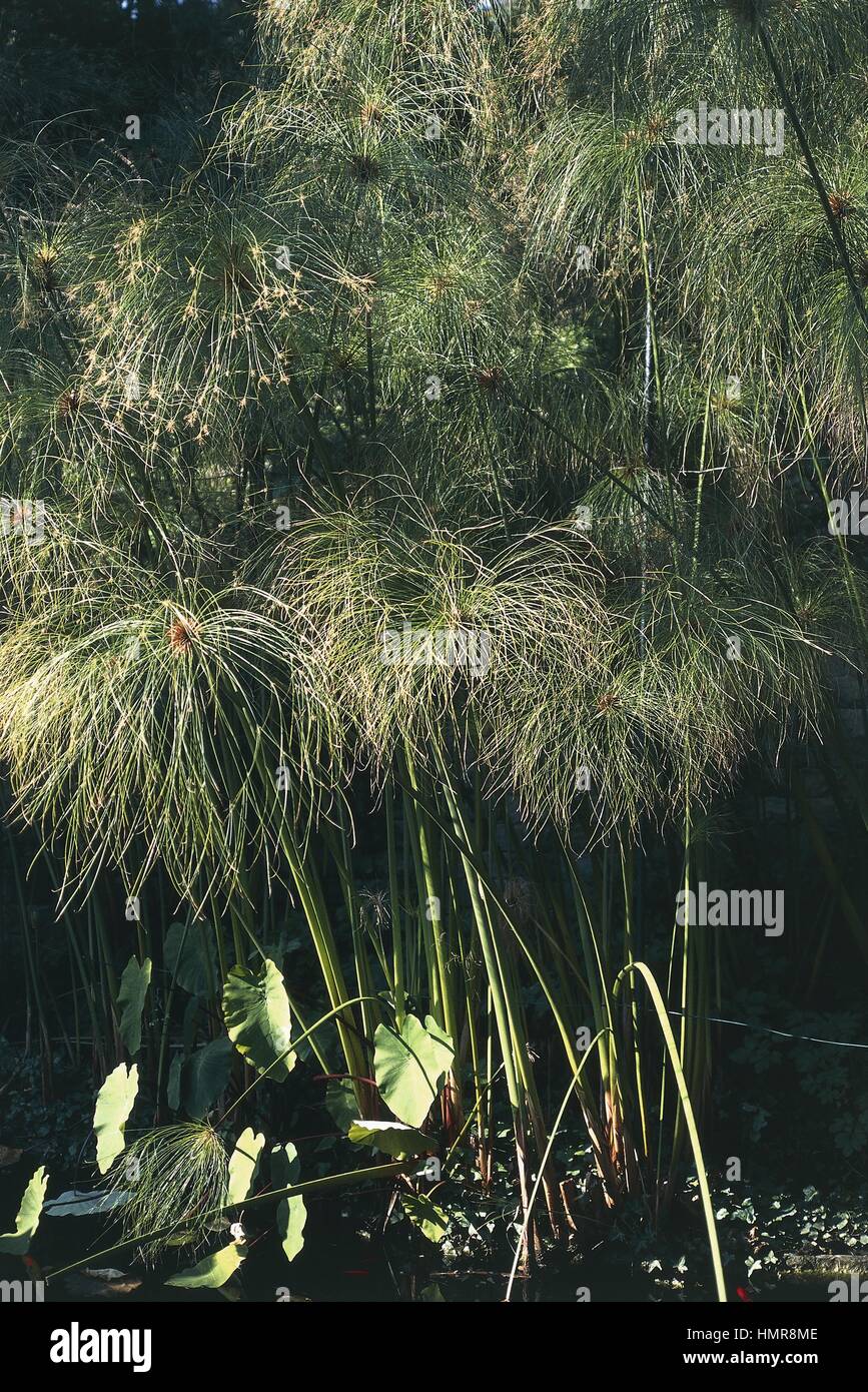 Papyrus Leaf High Resolution Stock Photography and Images - Alamy