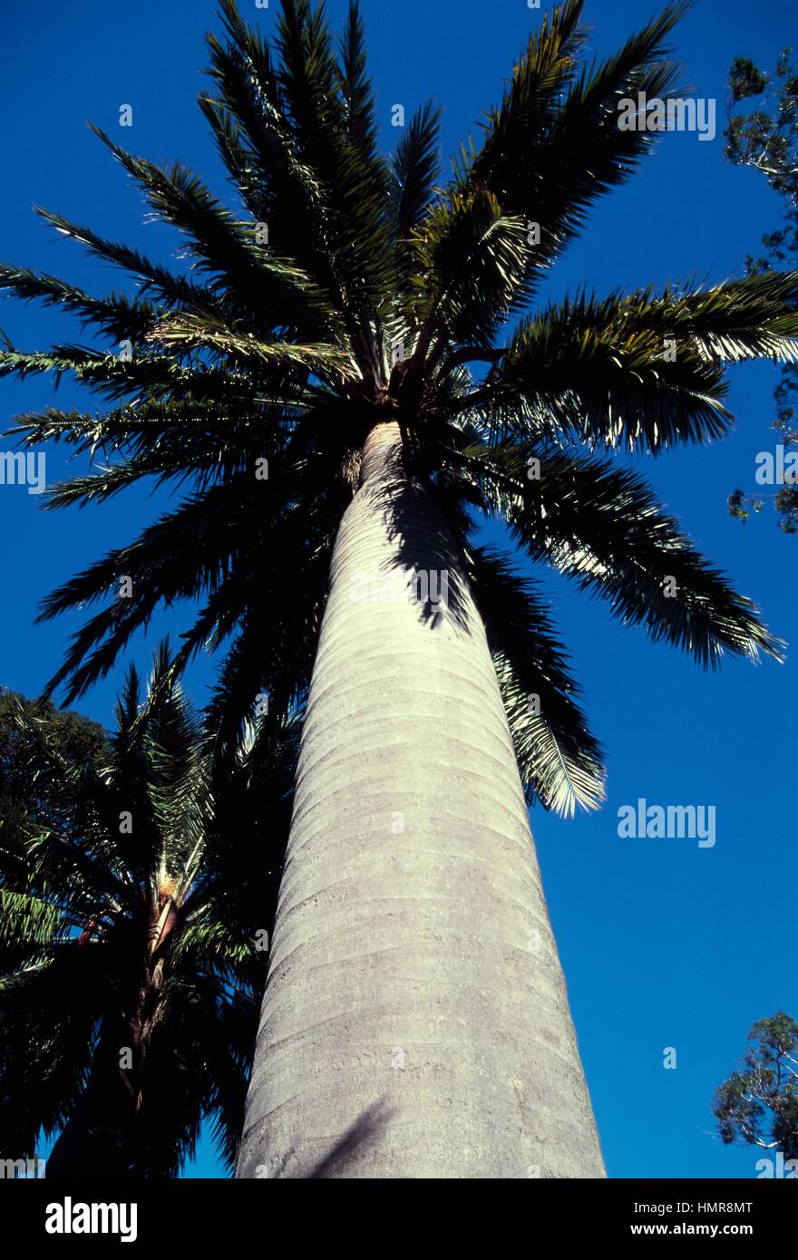 Chilean Wine Palm view (Jubaea spectabilis), Arecaceae Stock Photo - Alamy