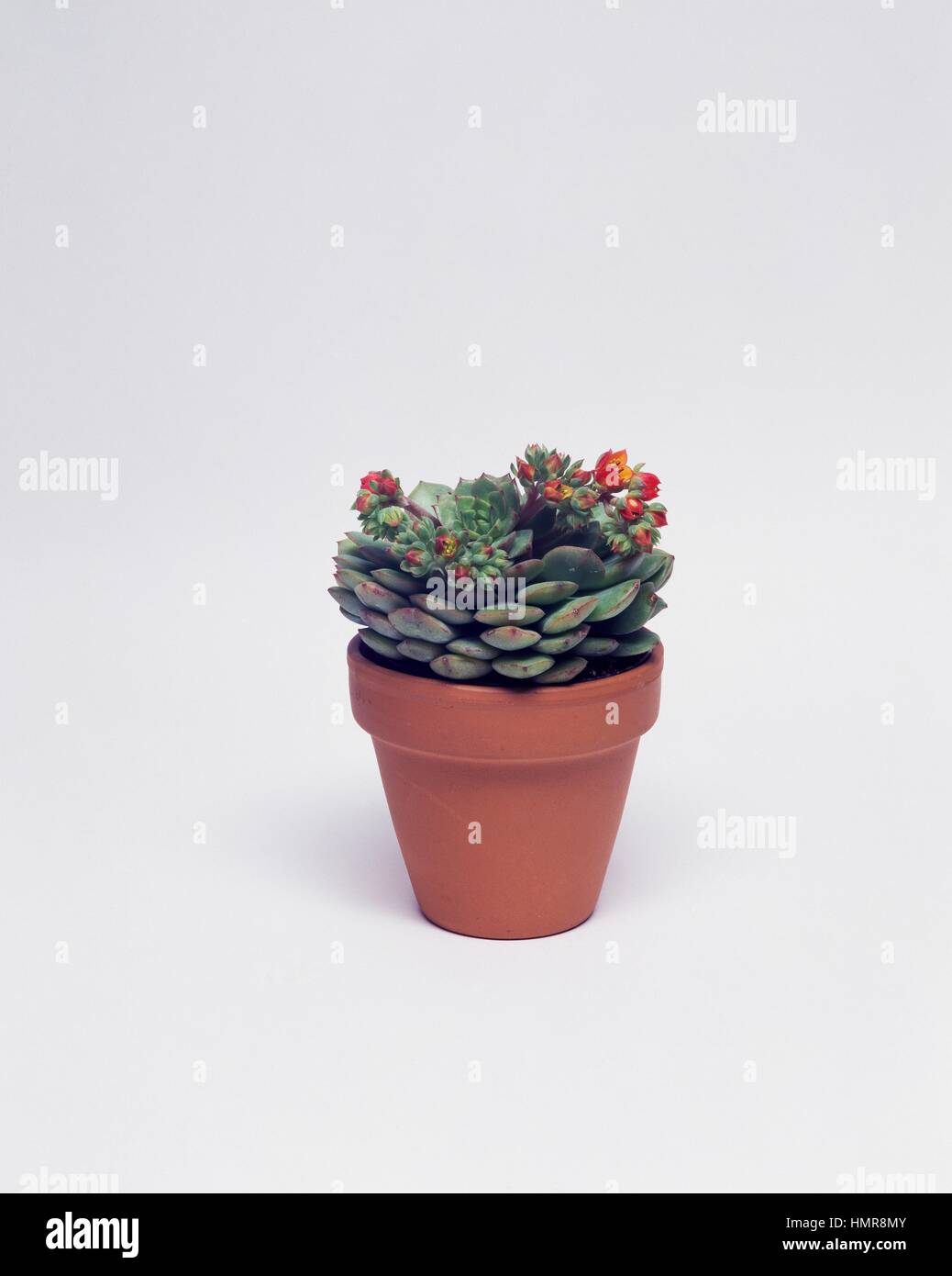 Echeveria (Echeveria sp), Crassulaceae Stock Photo - Alamy