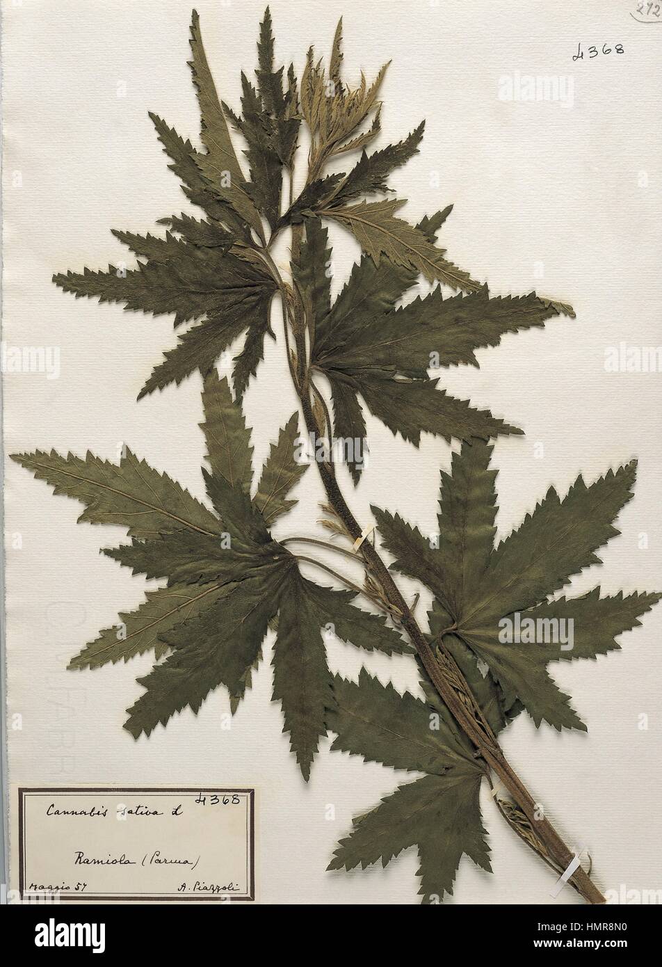 Botany - Cannabaceae. Marijuana (Cannabis sativa). Herbarium Stock ...