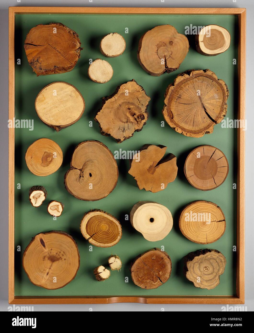 Fossilized trees sections hi-res stock photography and images - Alamy