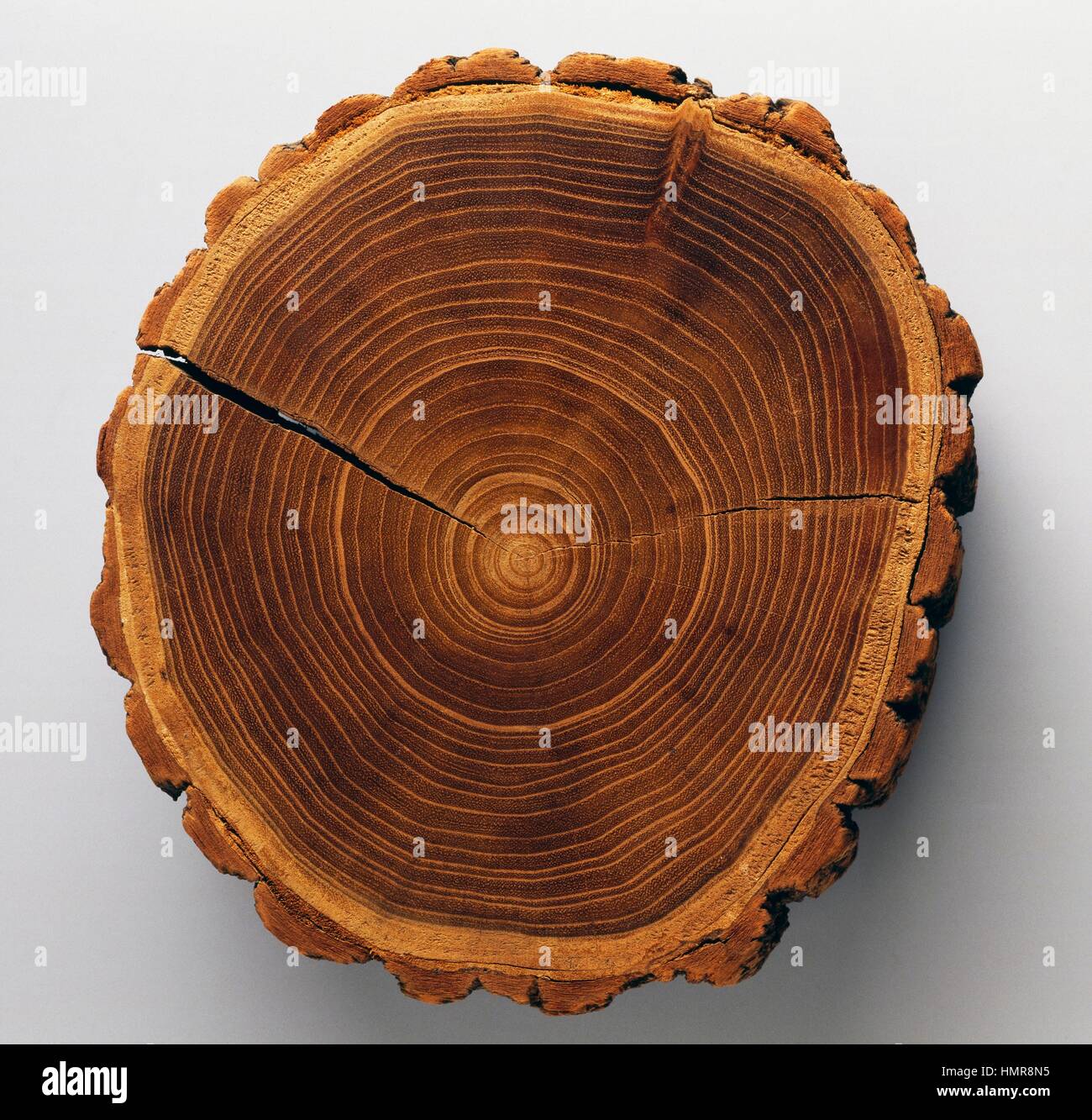 Cross section of a Black Locust or False Acacia trunk (Robinia ...