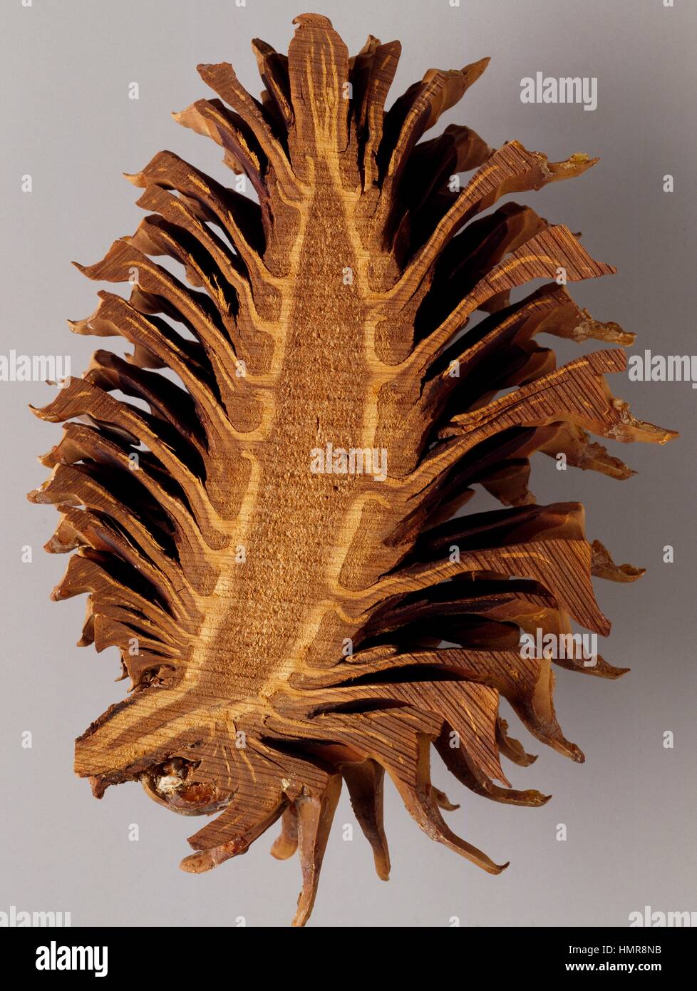 Strobilus pinus hi-res stock photography and images - Alamy