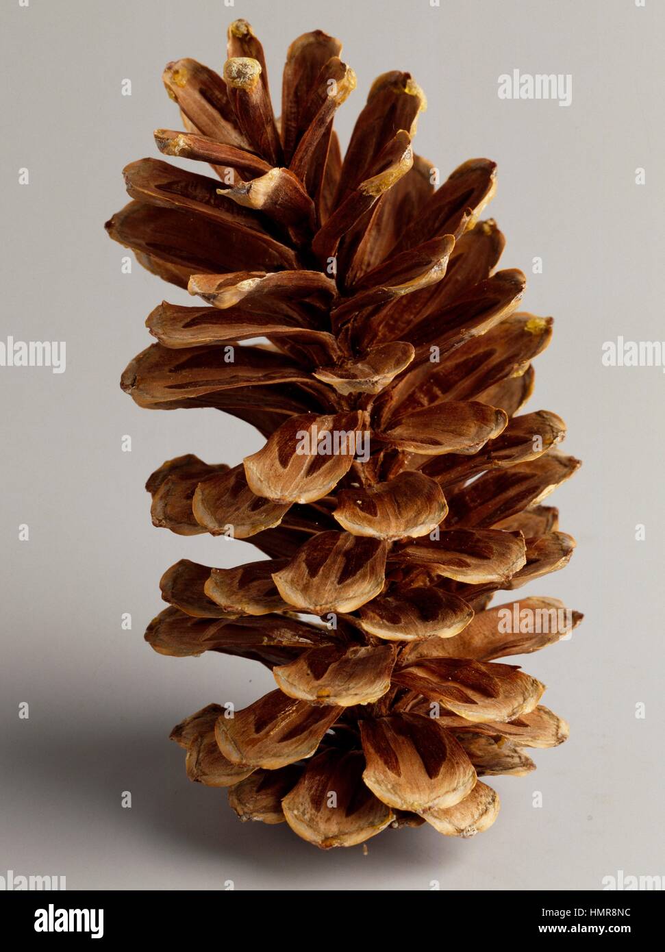 Chinese White Pine strobilus (Pinus armandii), Pinaceae Stock Photo - Alamy