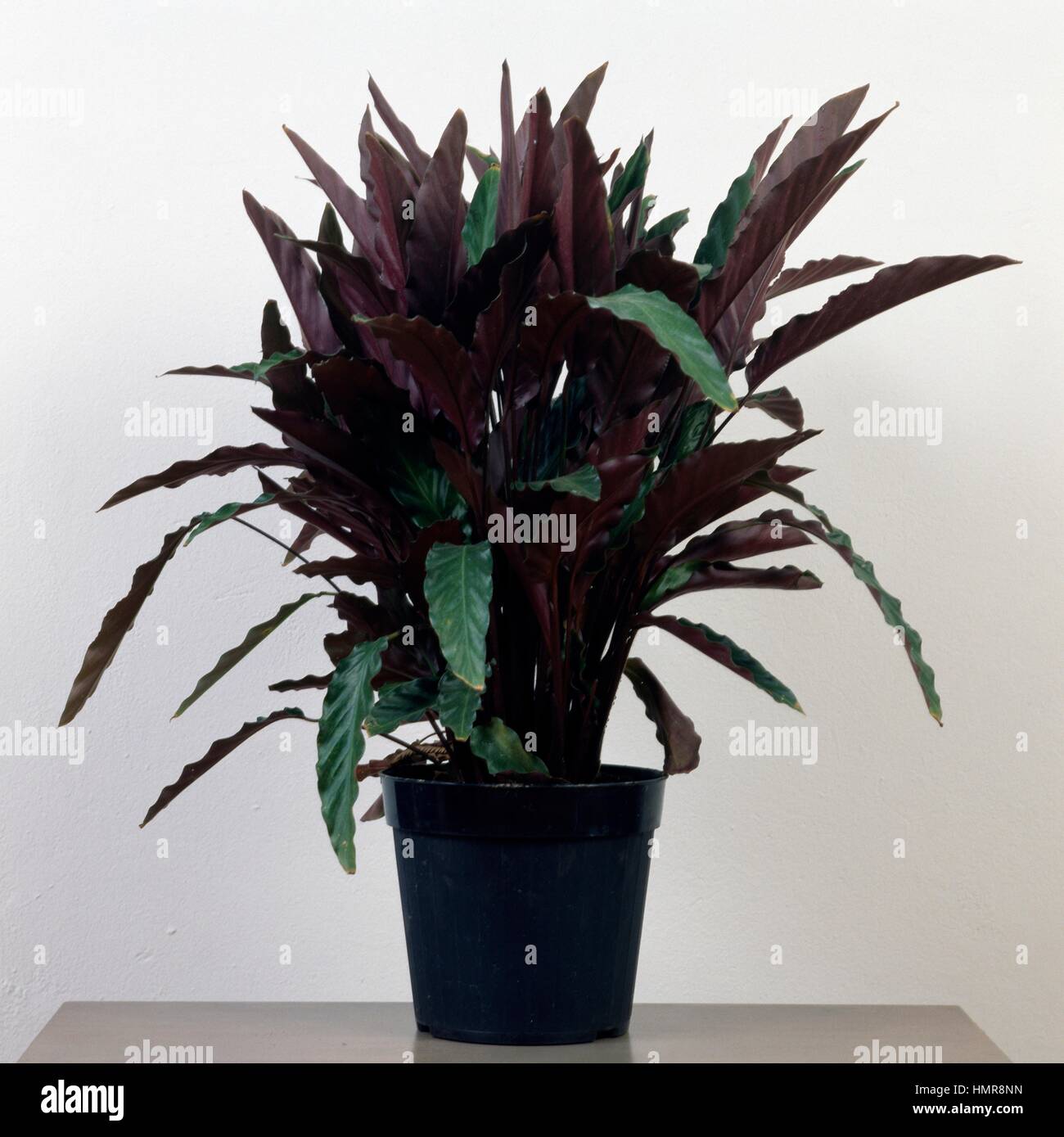 Calathea (Calathea sp), Marantaceae Stock Photo - Alamy