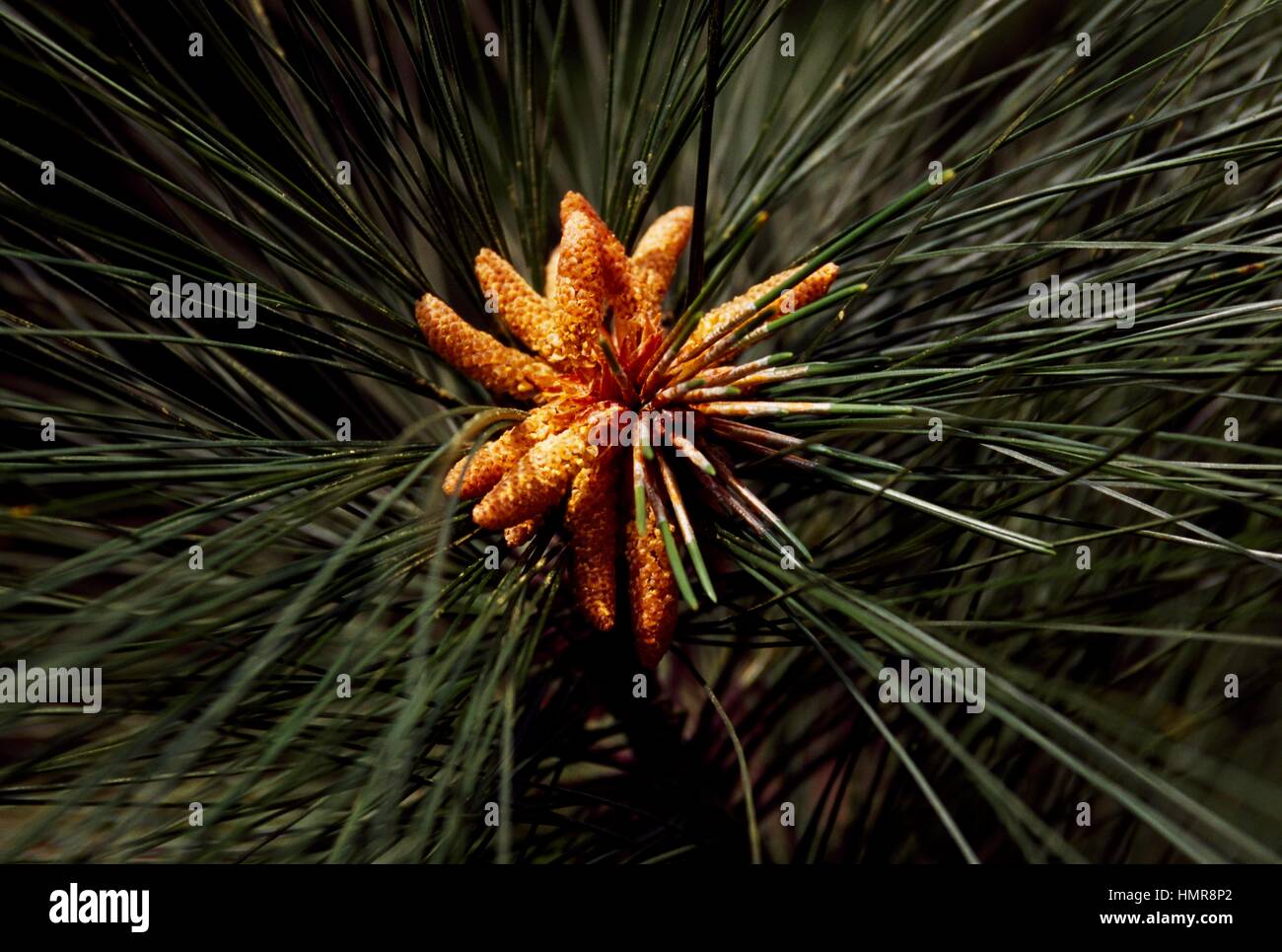 Maritine Pine leaves and flowers (Pinus pinaster), Pinaster Stock Photo ...
